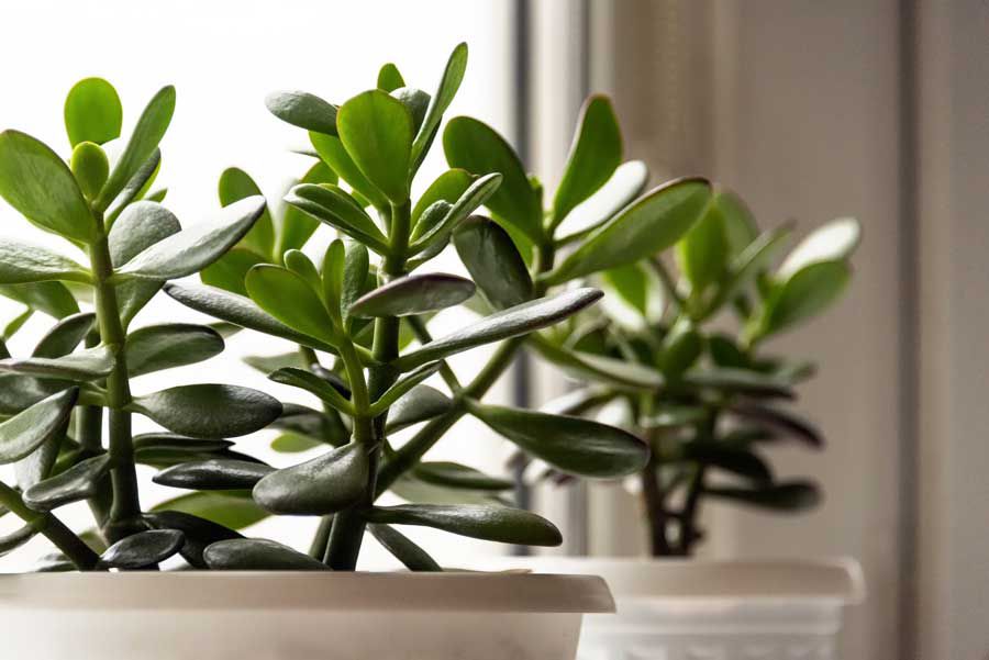Top eight most popular houseplants | Breezy Hill Nursery - Main