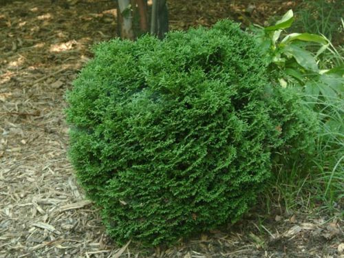 Hetz Midget Arborvitae - Container | Breezy Hill Nursery - Main