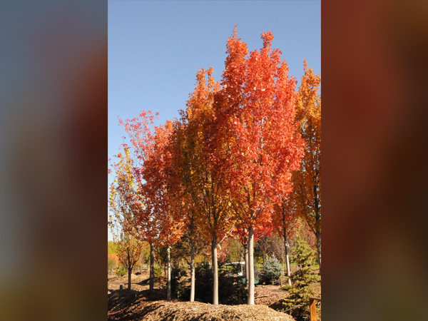 Armstrong Gold Maple | Breezy Hill Nursery - Main