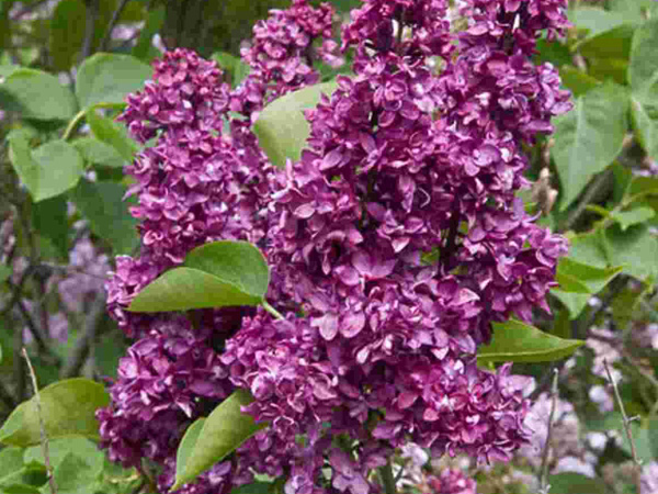 Shop | Breezy Hill Nursery - Main