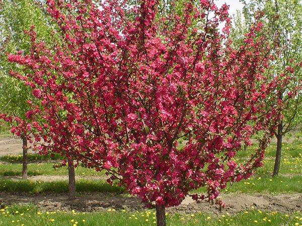 Shop | Breezy Hill Nursery - Main