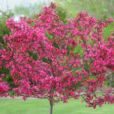 Prairie Fire Crabapple | Breezy Hill Nursery - Main