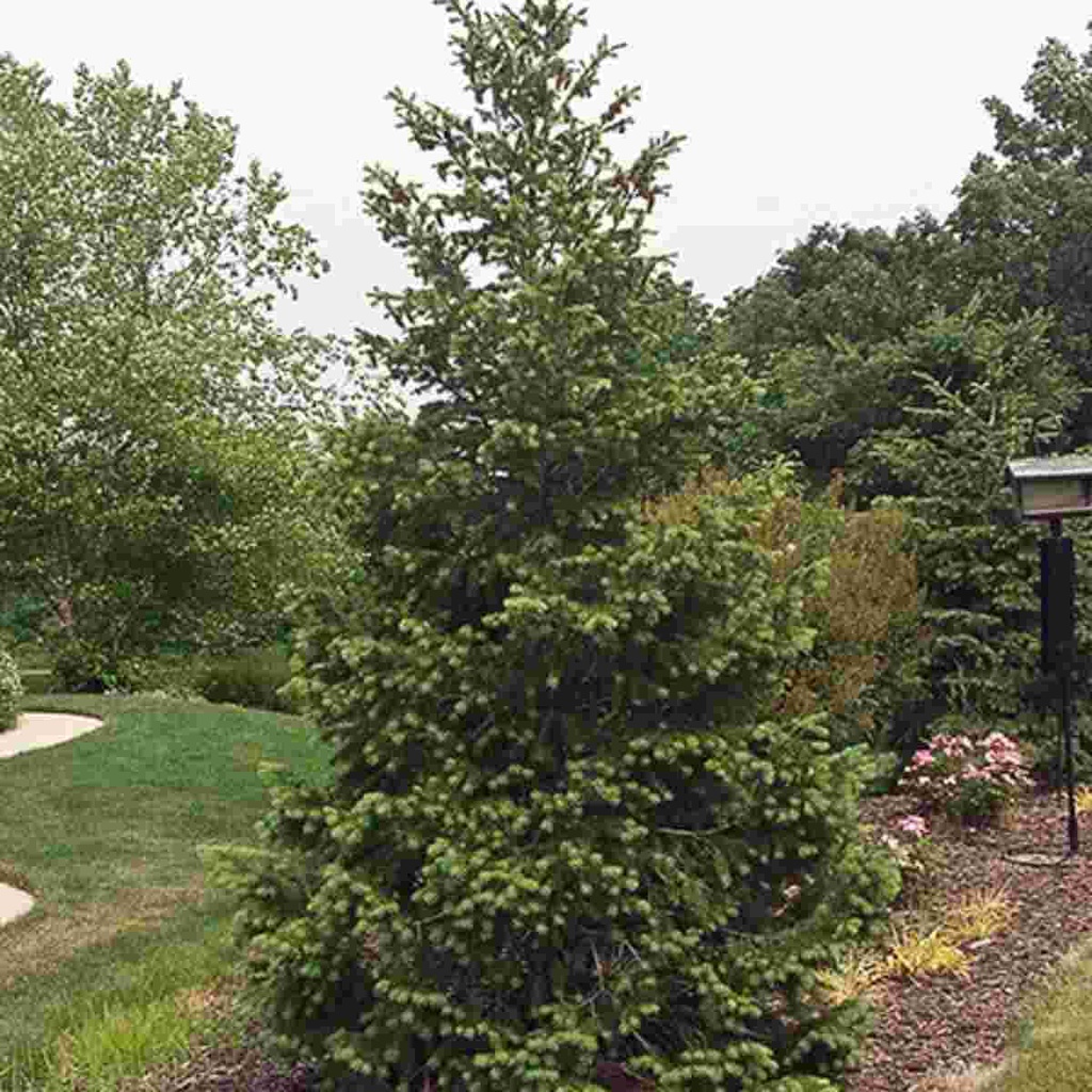 Douglas Fir | Breezy Hill Nursery - Main