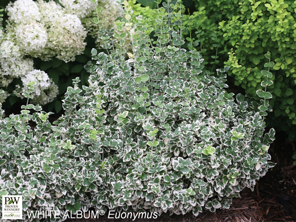 Euonymus White Album - Container | Breezy Hill Nursery - Main