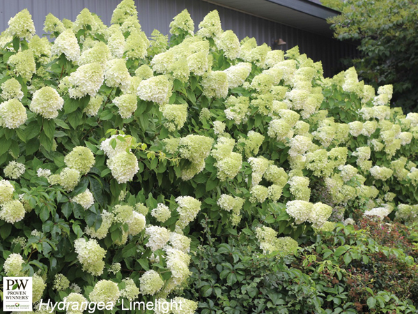 Limelight Hydrangea - Container | Breezy Hill Nursery - Main