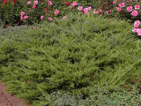 Kallay Compact Juniper - Container | Breezy Hill Nursery - Main