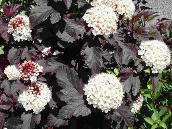 Shop | Breezy Hill Nursery - Main