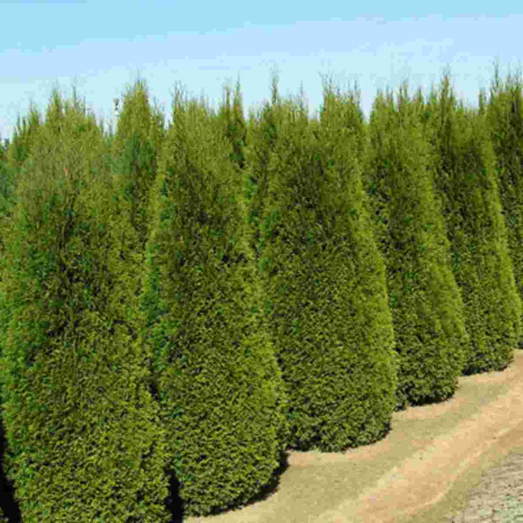 Emerald Green Arborvitae - Container | Breezy Hill Nursery - Main