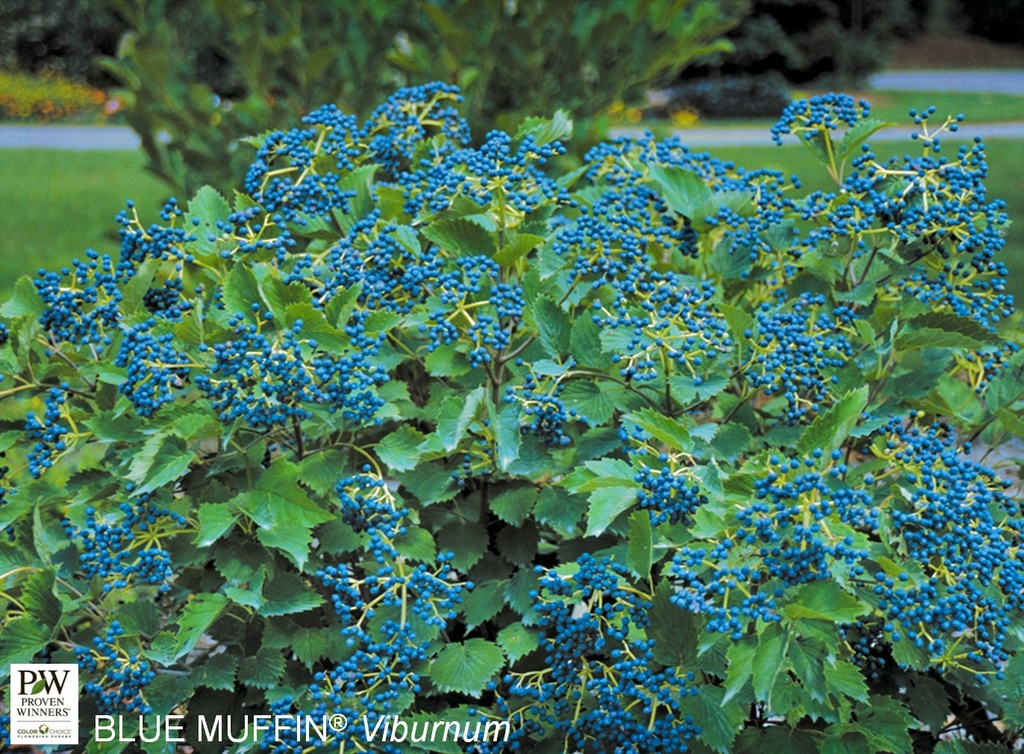 Blue Muffin® Viburnum - Container | Breezy Hill Nursery - Main