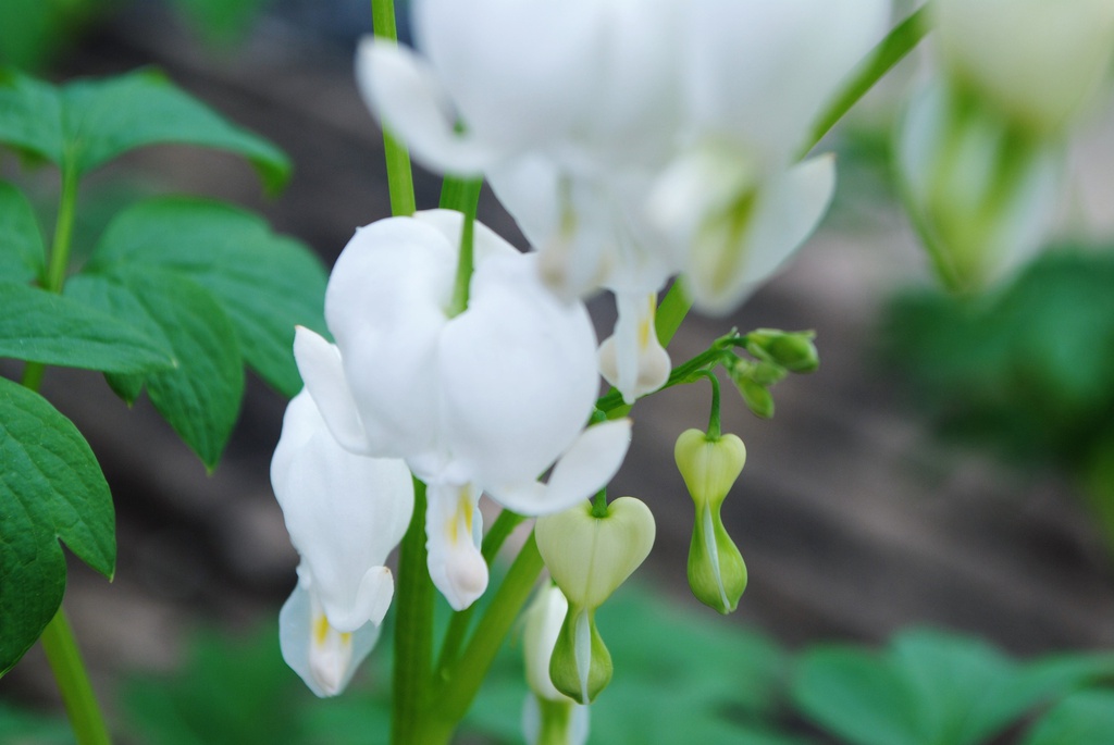 Alba Bleeding Heart - Container | Breezy Hill Nursery - Main