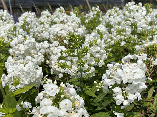 David Garden Phlox - Container | Breezy Hill Nursery - Main