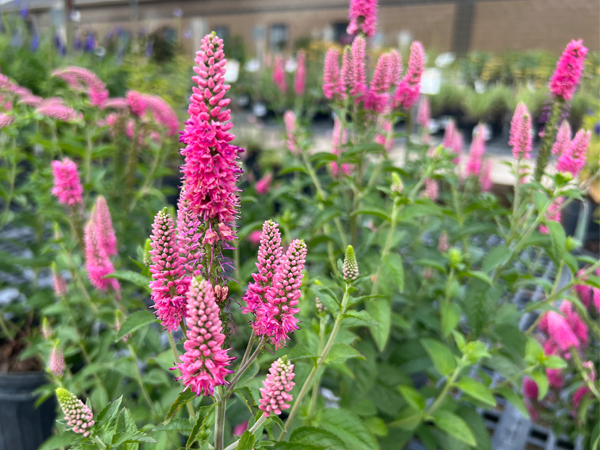 Shop | Breezy Hill Nursery - Main