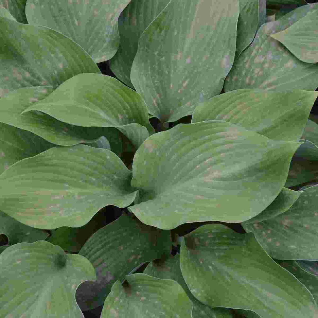Krossa Regal Hosta | Breezy Hill Nursery - Main