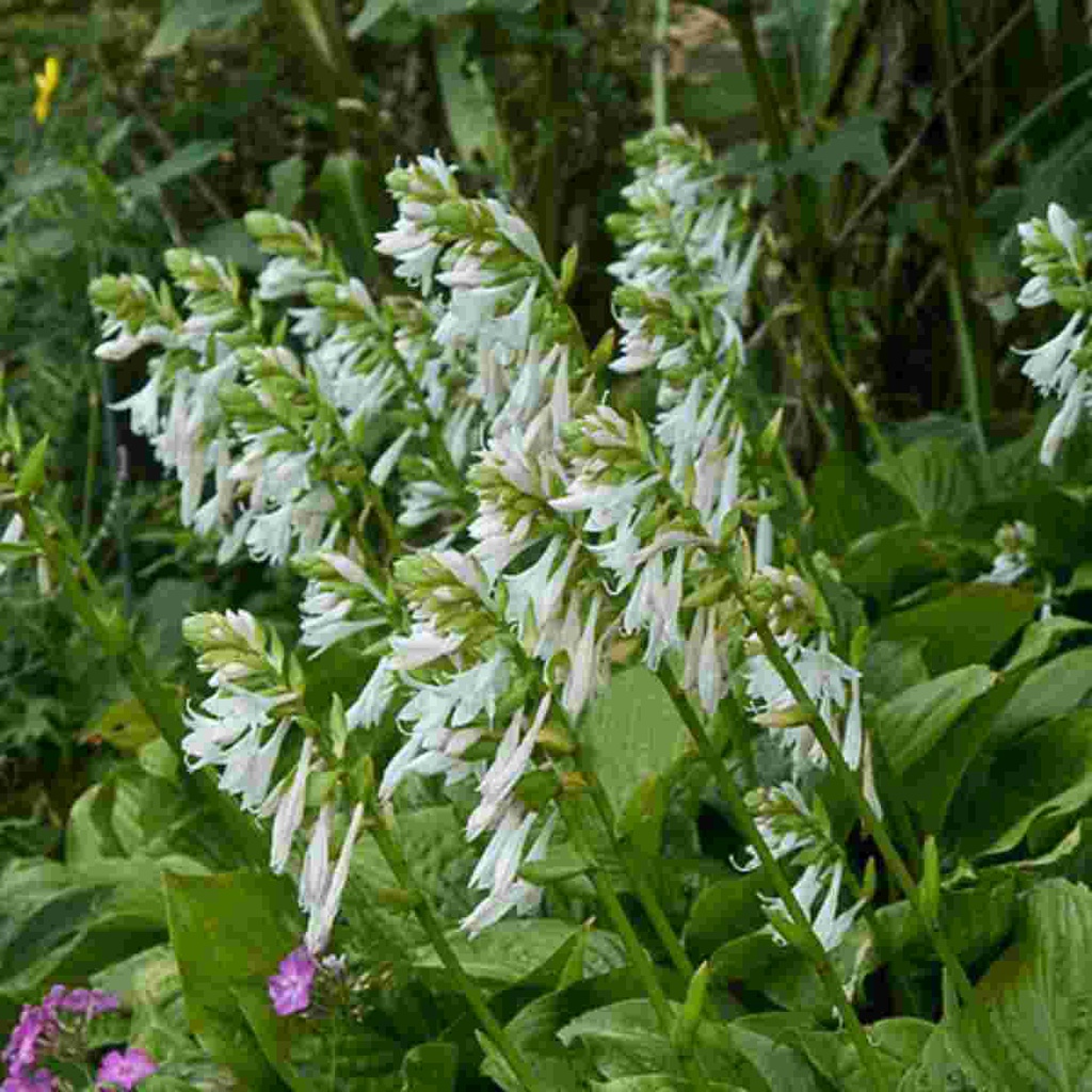 Royal Standard Hosta | Breezy Hill Nursery - Main