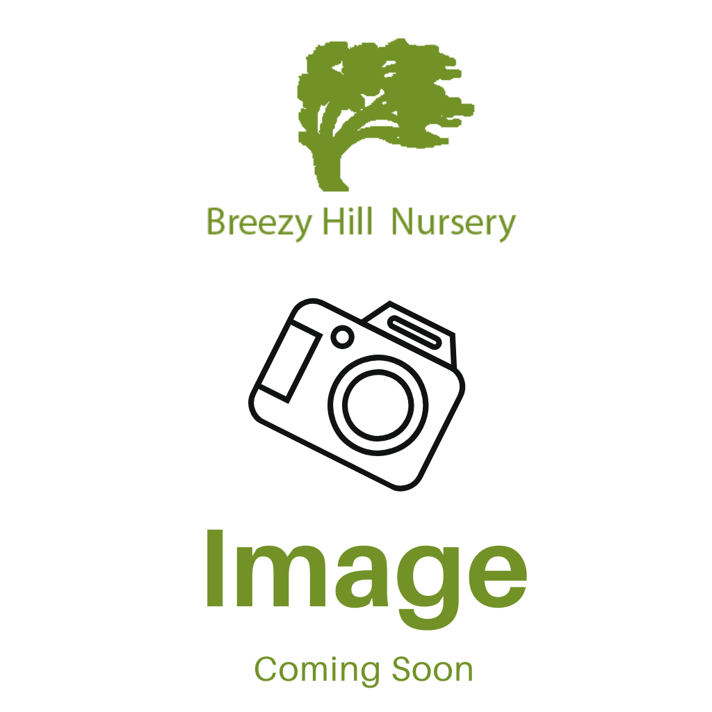 Bergmans Snowflake Hemlock | Breezy Hill Nursery - Main