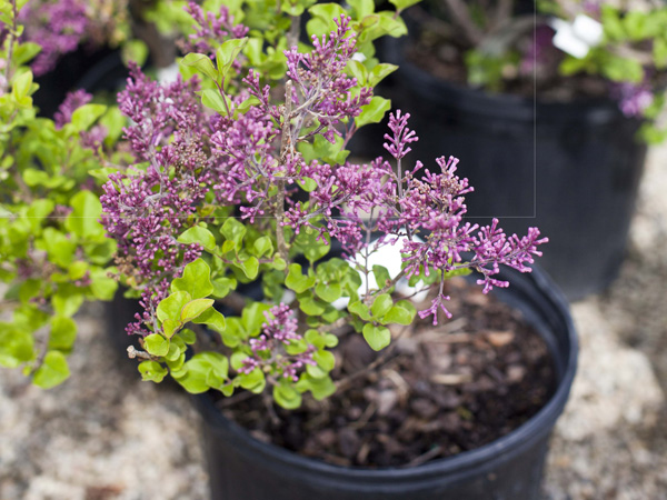 Dwarf Korean Lilac - Container | Breezy Hill Nursery - Main