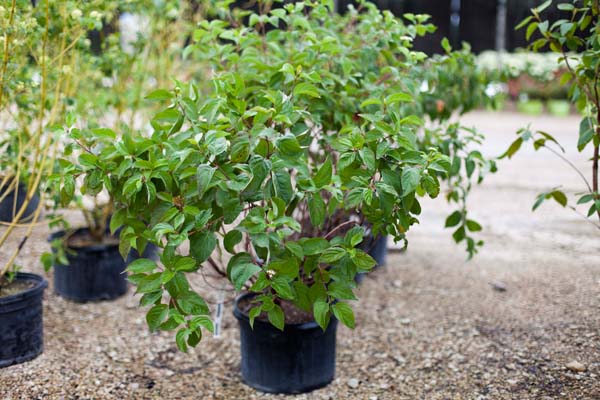 Bergeson Compact Dogwood - Container | Breezy Hill Nursery - Main